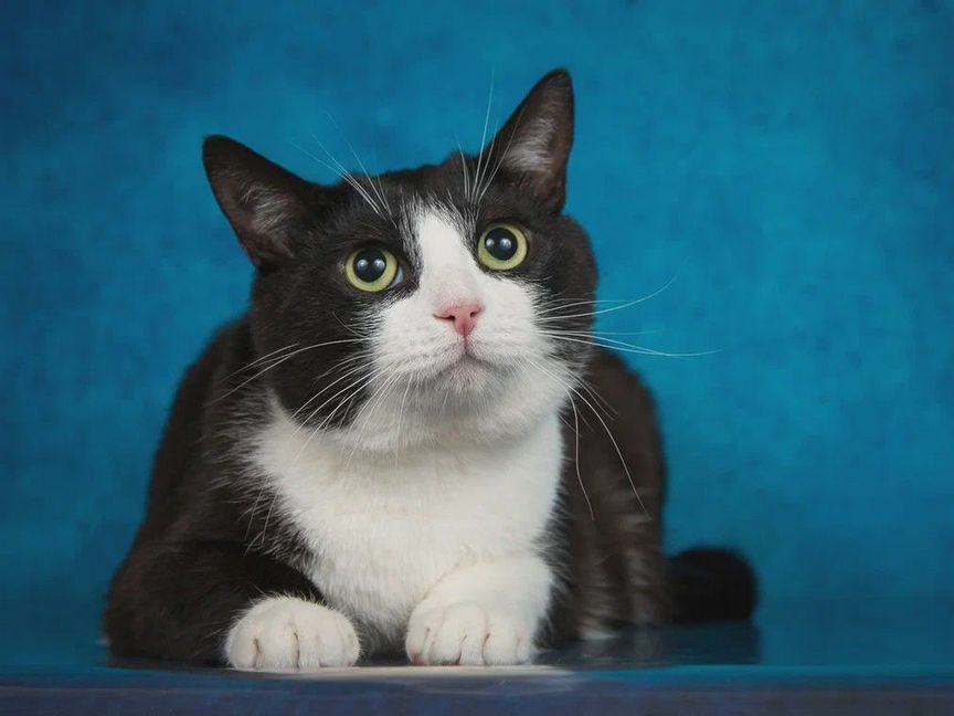 Черно-белый котик в поисках дом