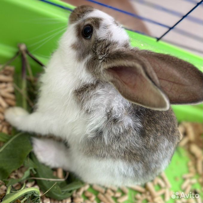 Кролик заяц