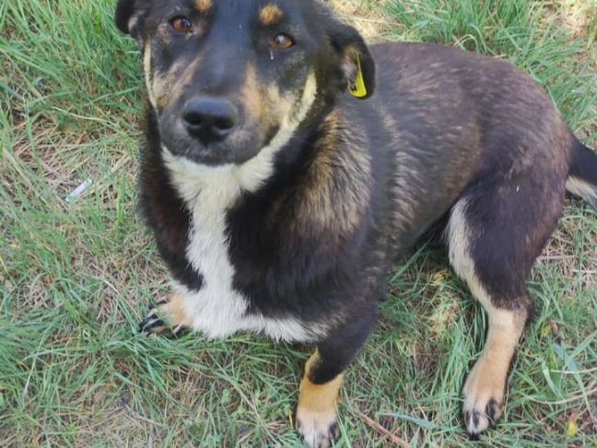 Маленькая собачка в добрые руки