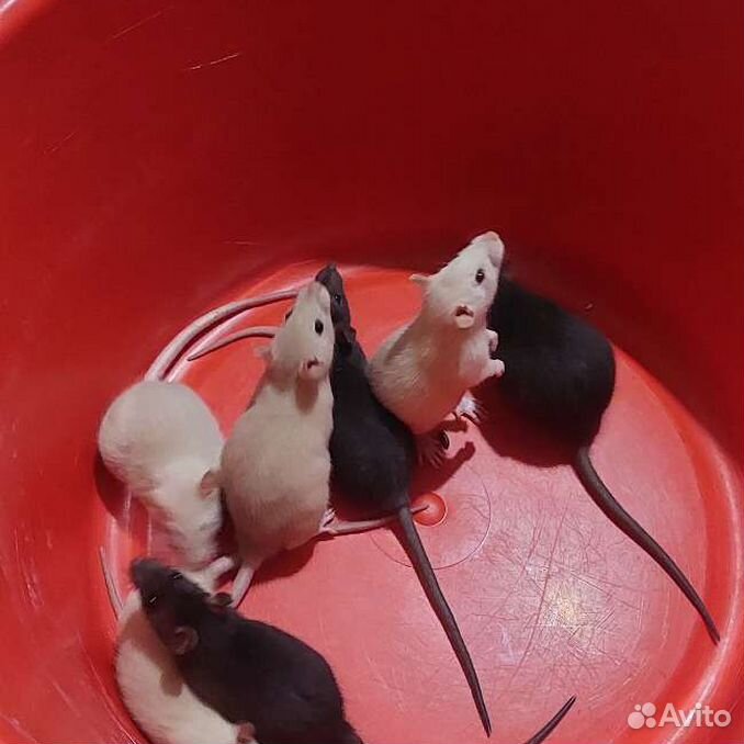 Крысята бесплатно