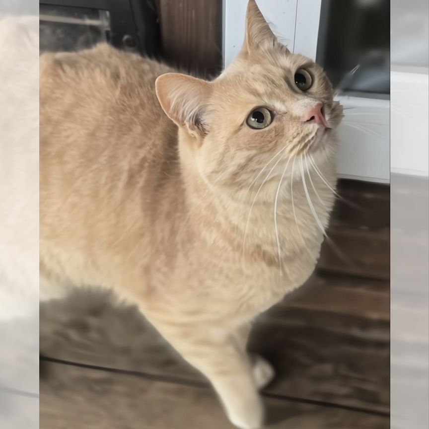 Взрослая, Девочка кошка в добрые руки