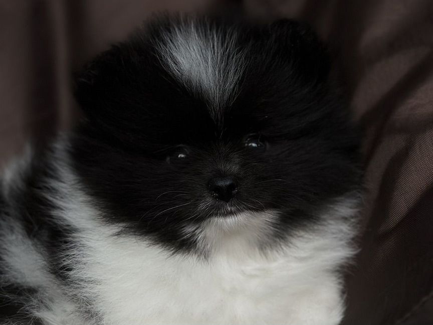 Померанский шпиц