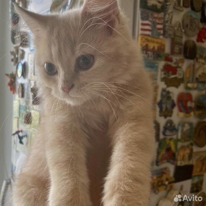 Шотландская кошечка скотиш-страйт