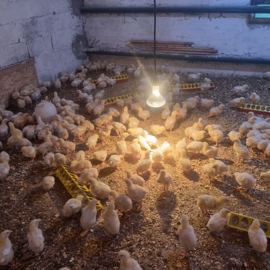 Цыплята бройлеры