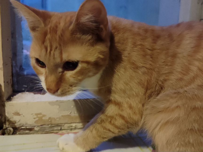 Кошка