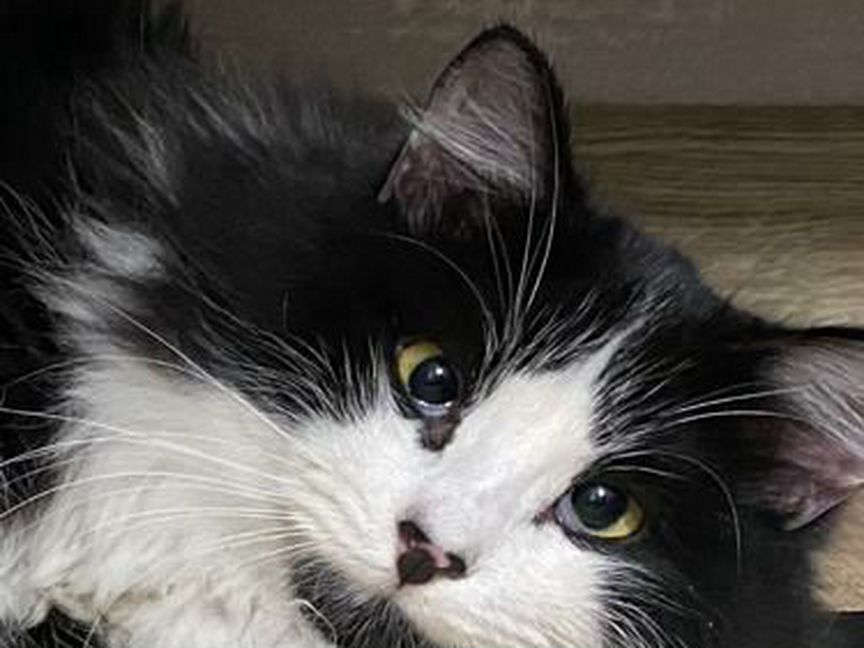 Кошка, помогу с питанием