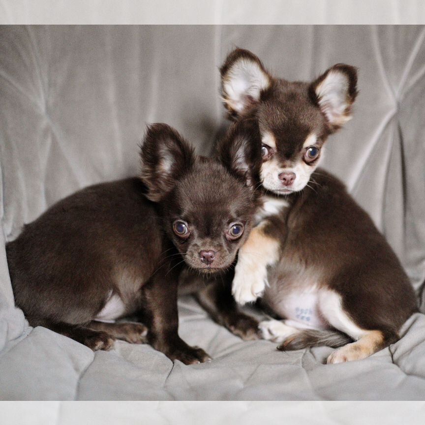 Малыши Чихуахуа РКФ