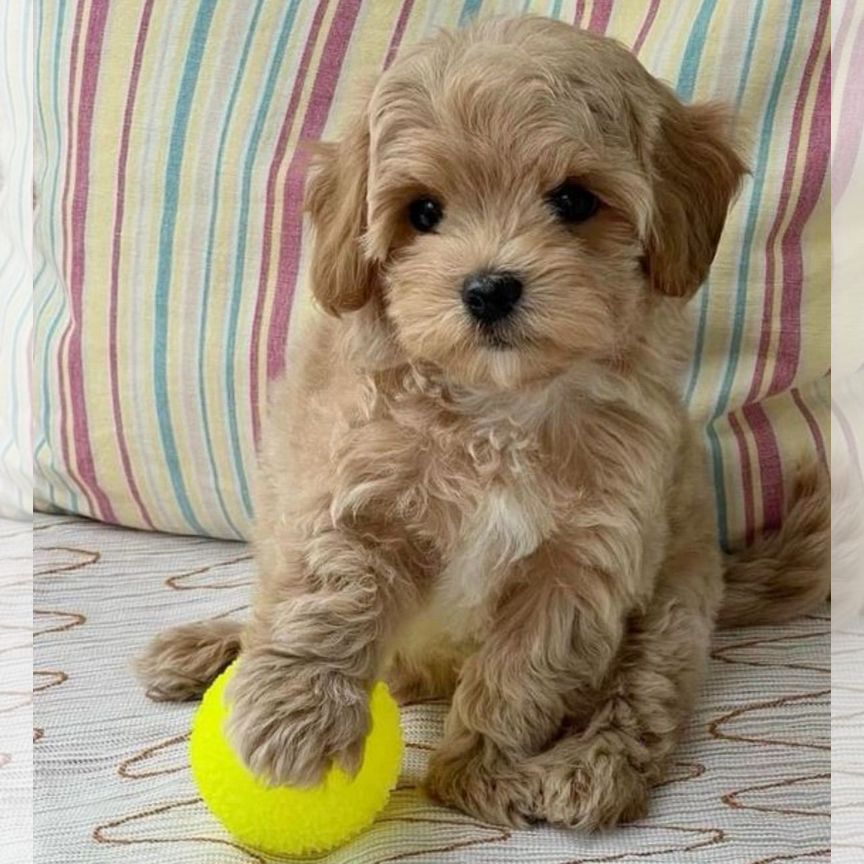 Мальтипу, щенок