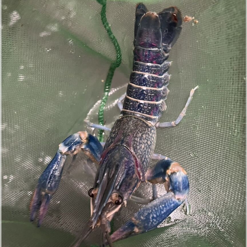 Продам малька австралийского рака