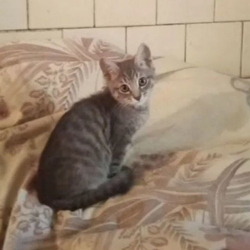 Котята очень ищут дом