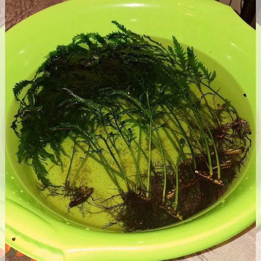 Папоротник болбитис