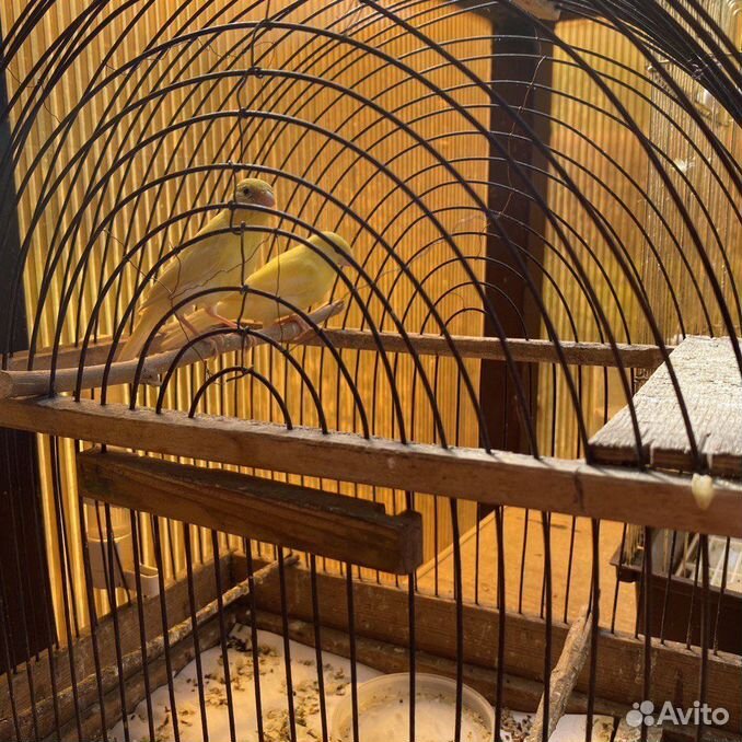 Канарейки певчие птицы