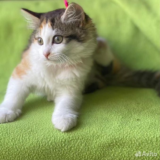 Красавица Стеша трехцветное Чудо ищет семью