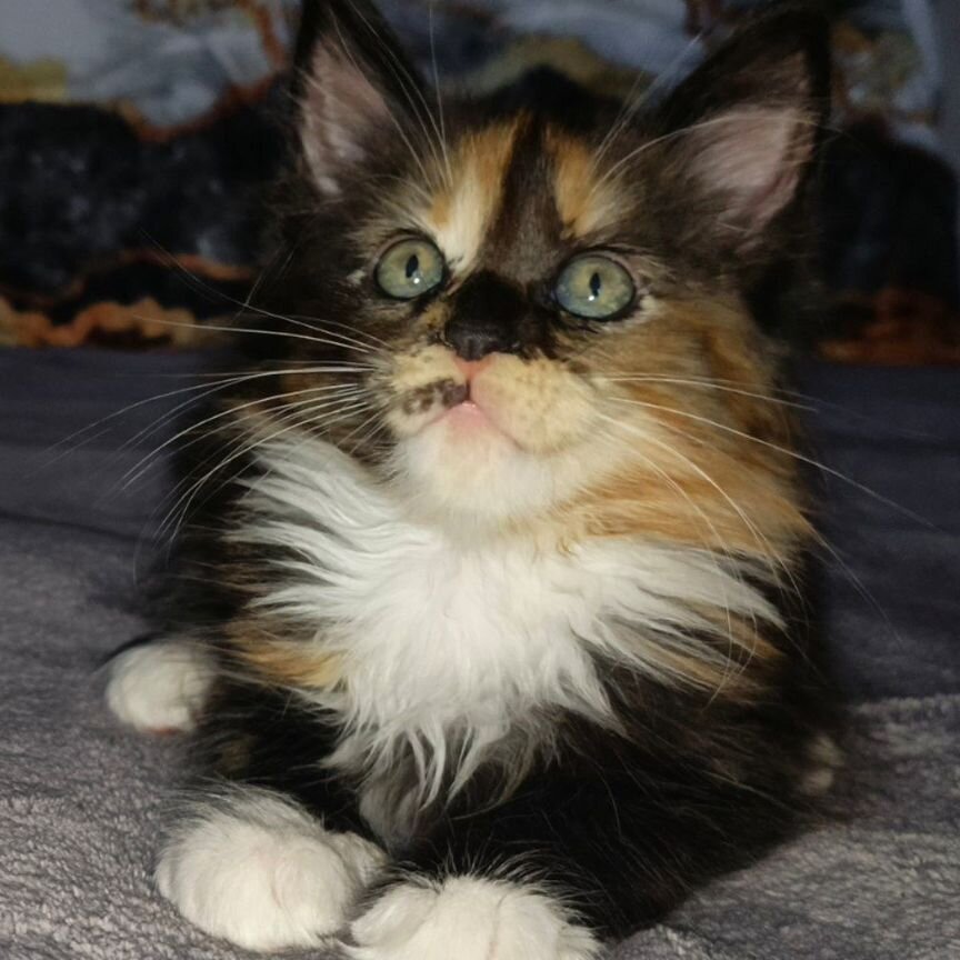 Мейн-кун котёнок