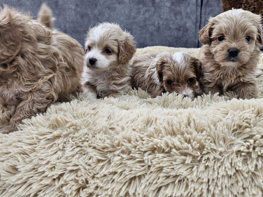 Щенки мальтипу мини собачки для квартиры