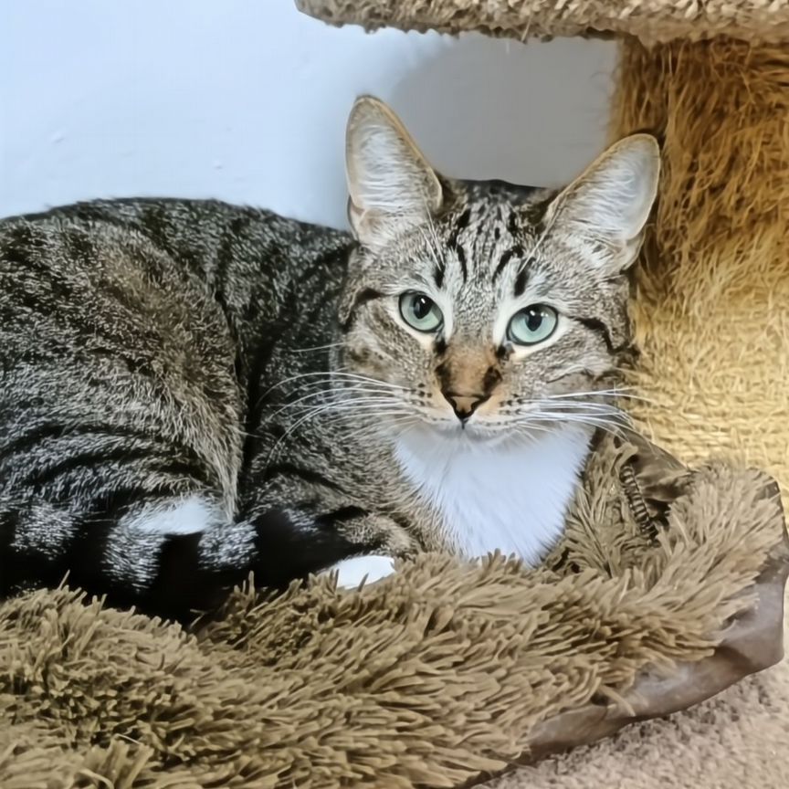 Взрослая, кошка в добрые руки