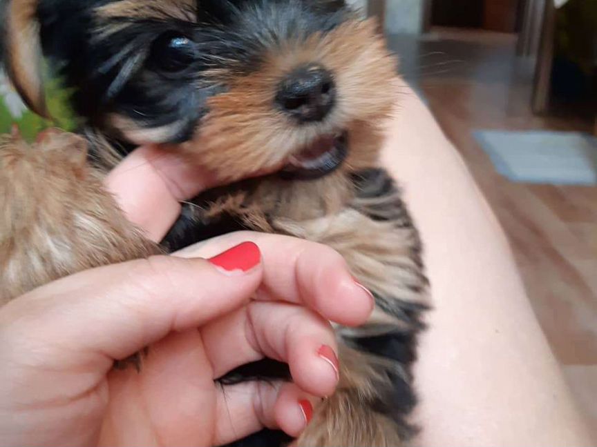 Йоркширский терьер