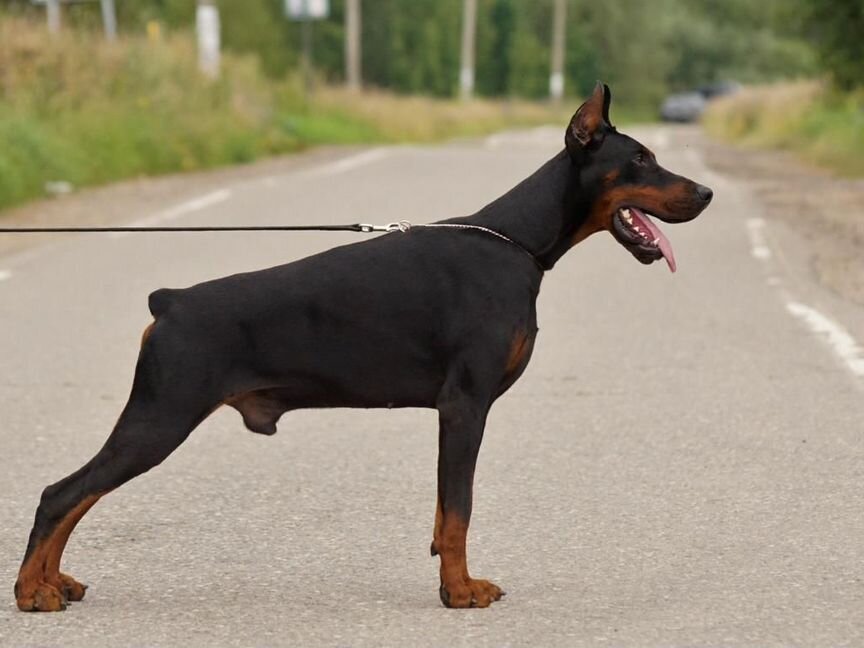 Породные щенки добермана