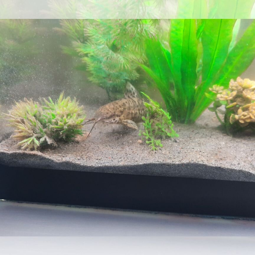 Аквариум с рыбками