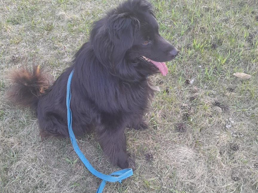 Пристраивается в любящие руки (ауси, помесь)