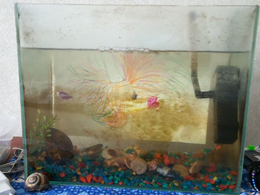 Аквариум с рыбой