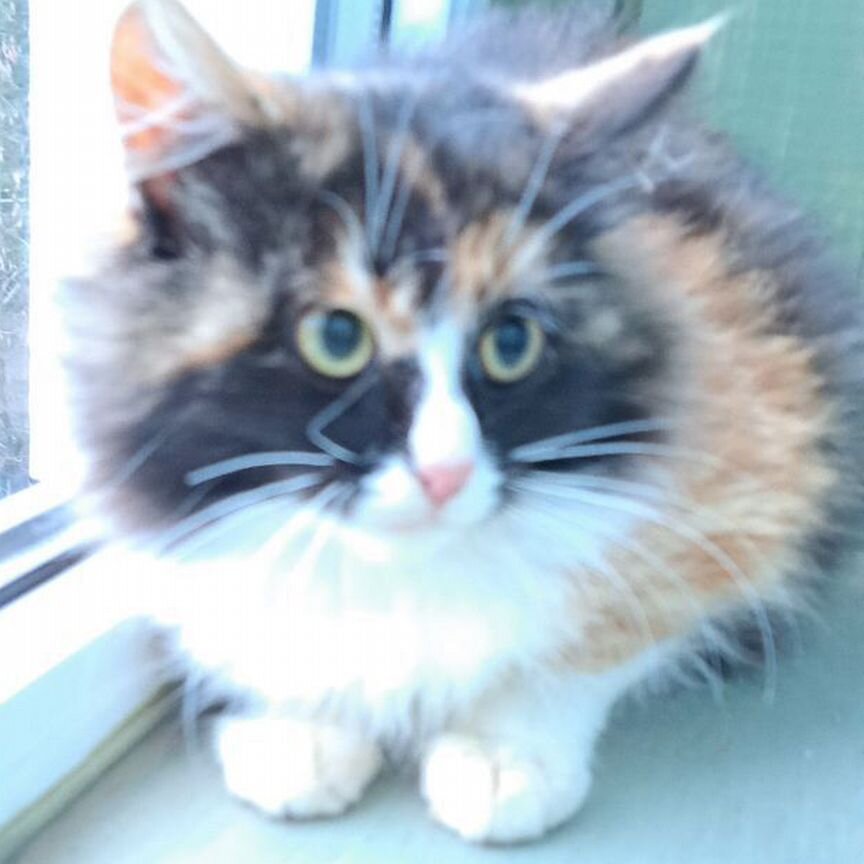 Сибирский котёнок