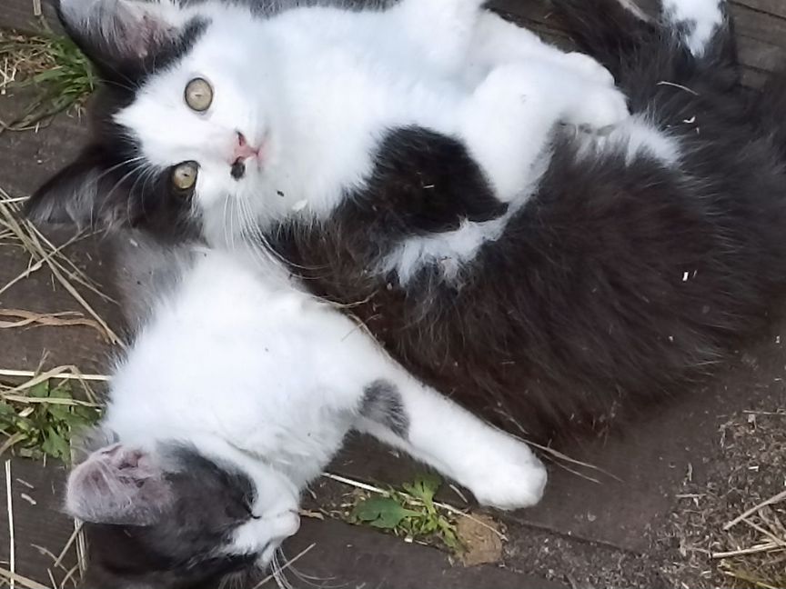 Котята мышеловы