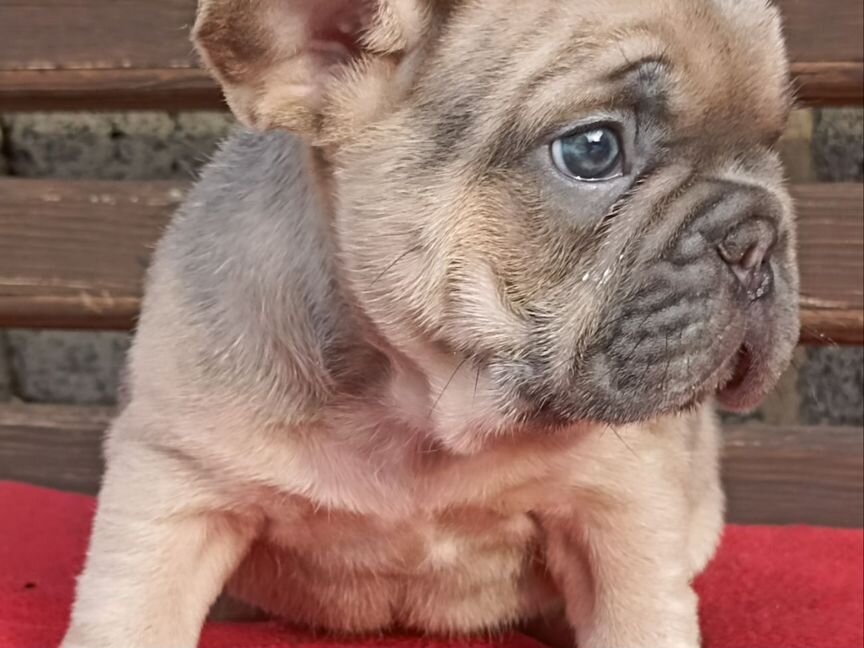 Французский бульдог щенки