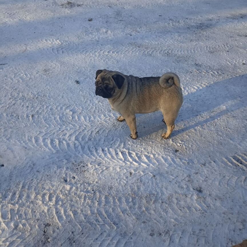 Мопс