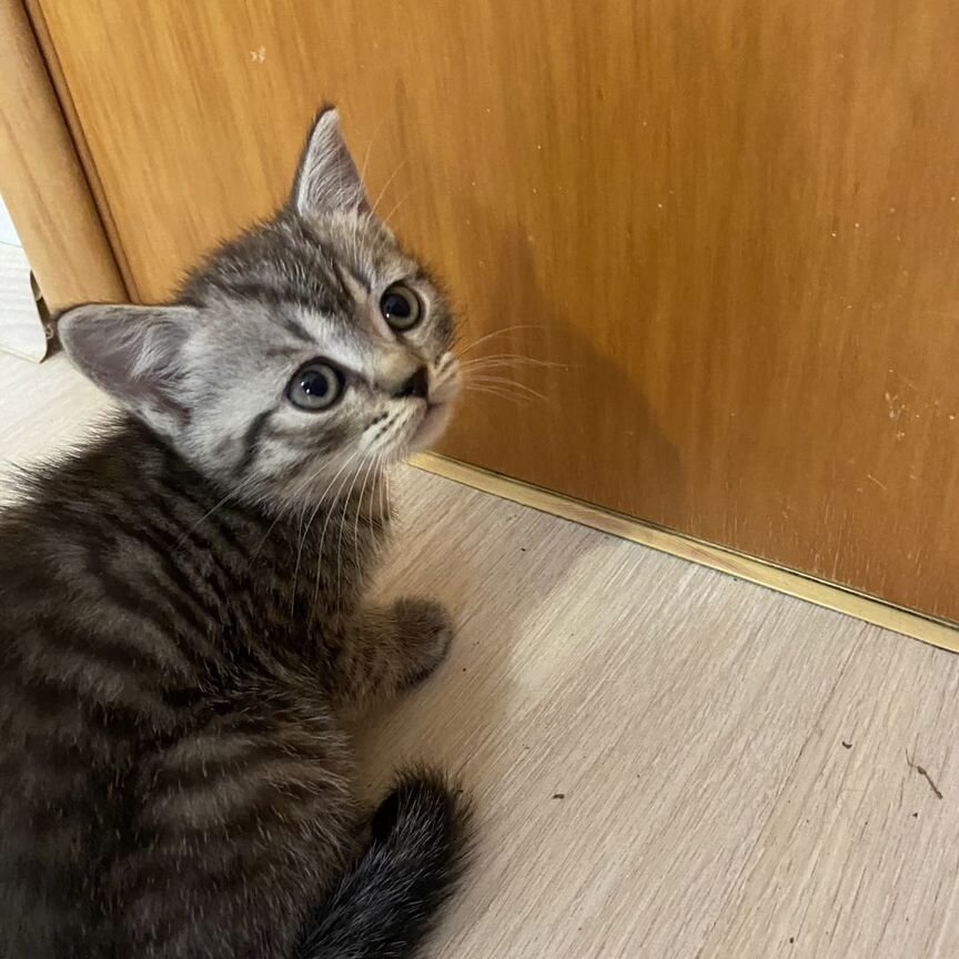 Шотландский котенок