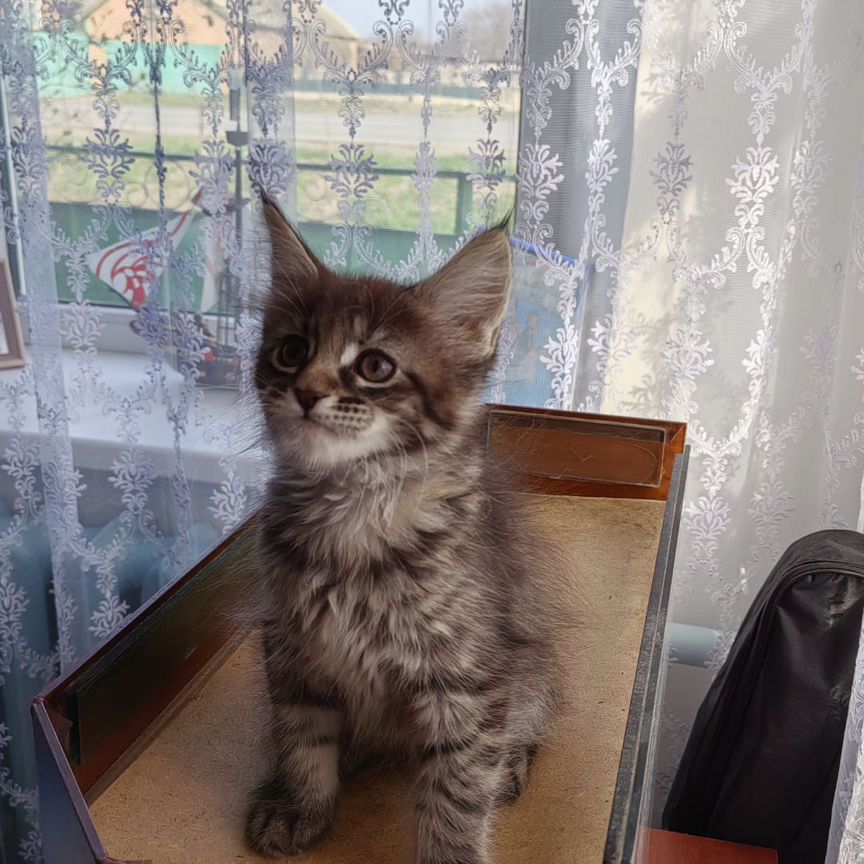 Котята майнкун