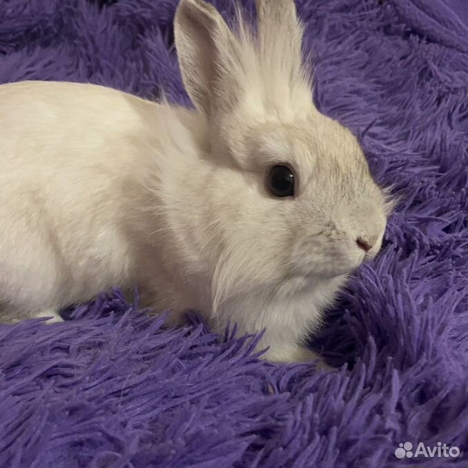Декоративный кролик карликовый