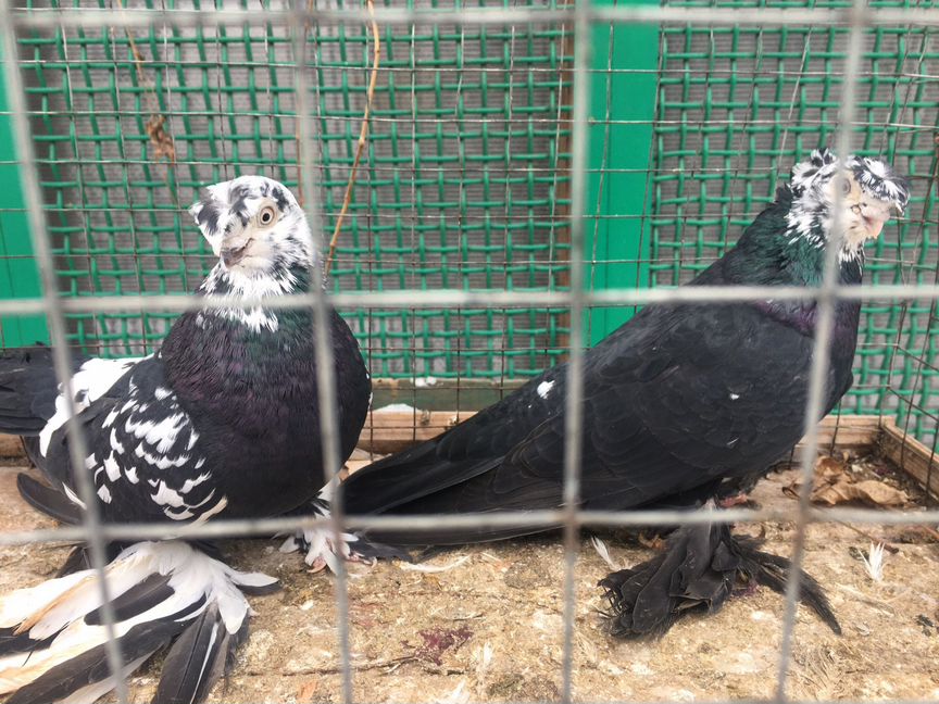 Голуби узбеки