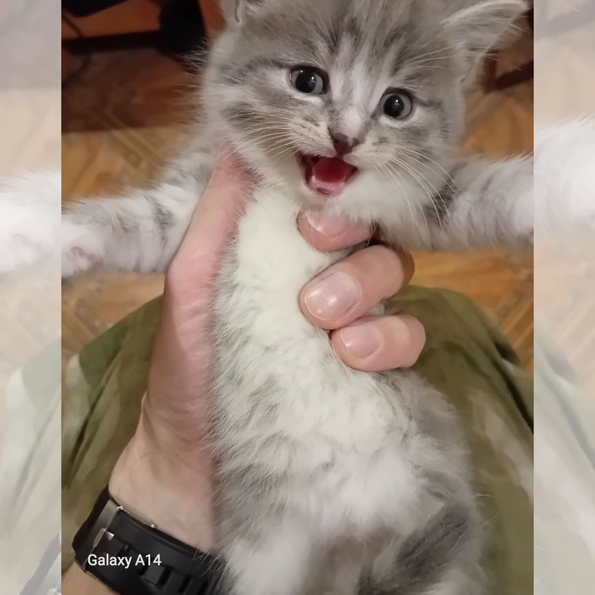 Котёнок в добрые руки