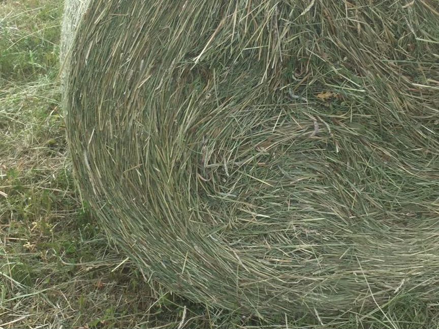 Сено, разнотравие, на корм