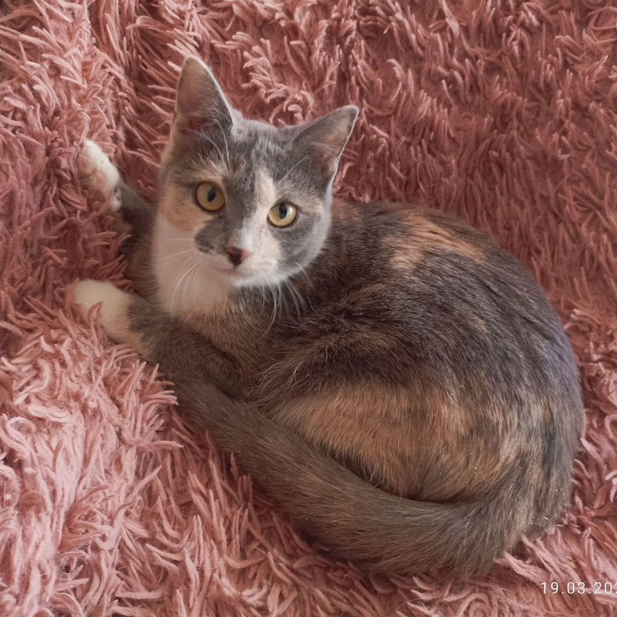 Маленькая Богаточка в добрые руки