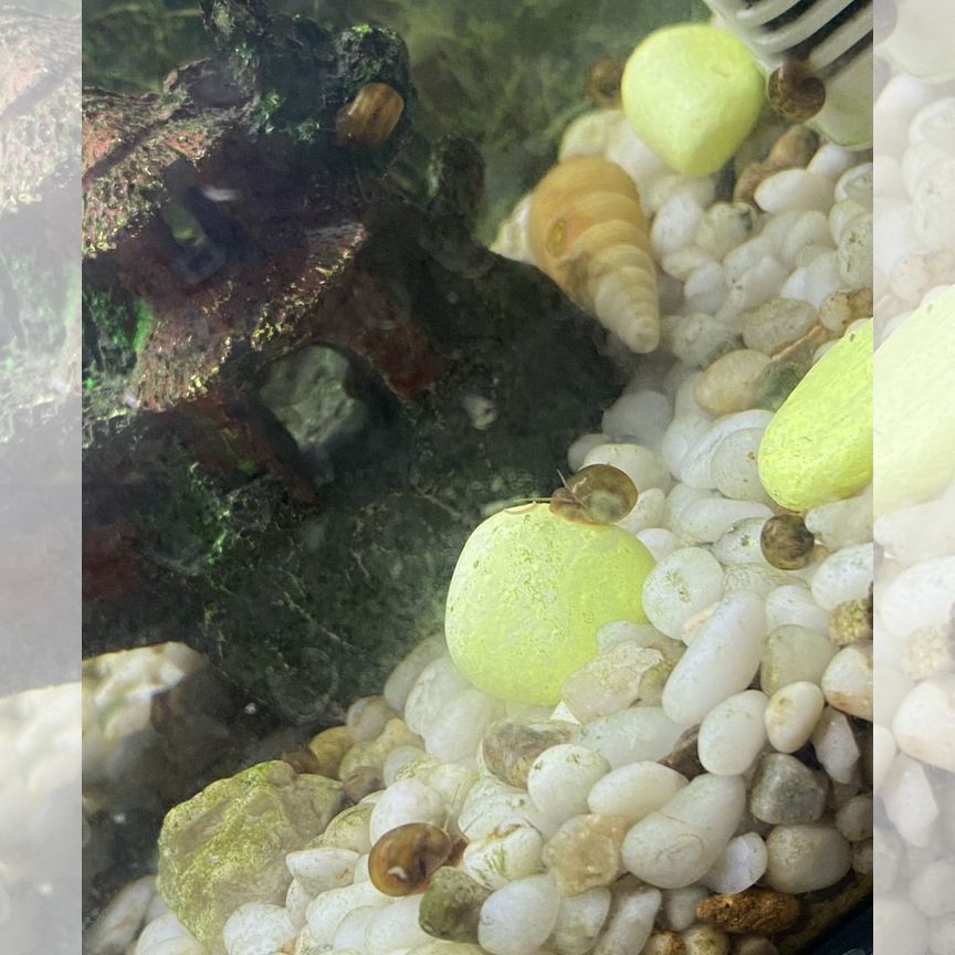 Улитки аквариумные