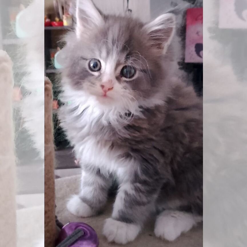 Мейн-кун котёнок