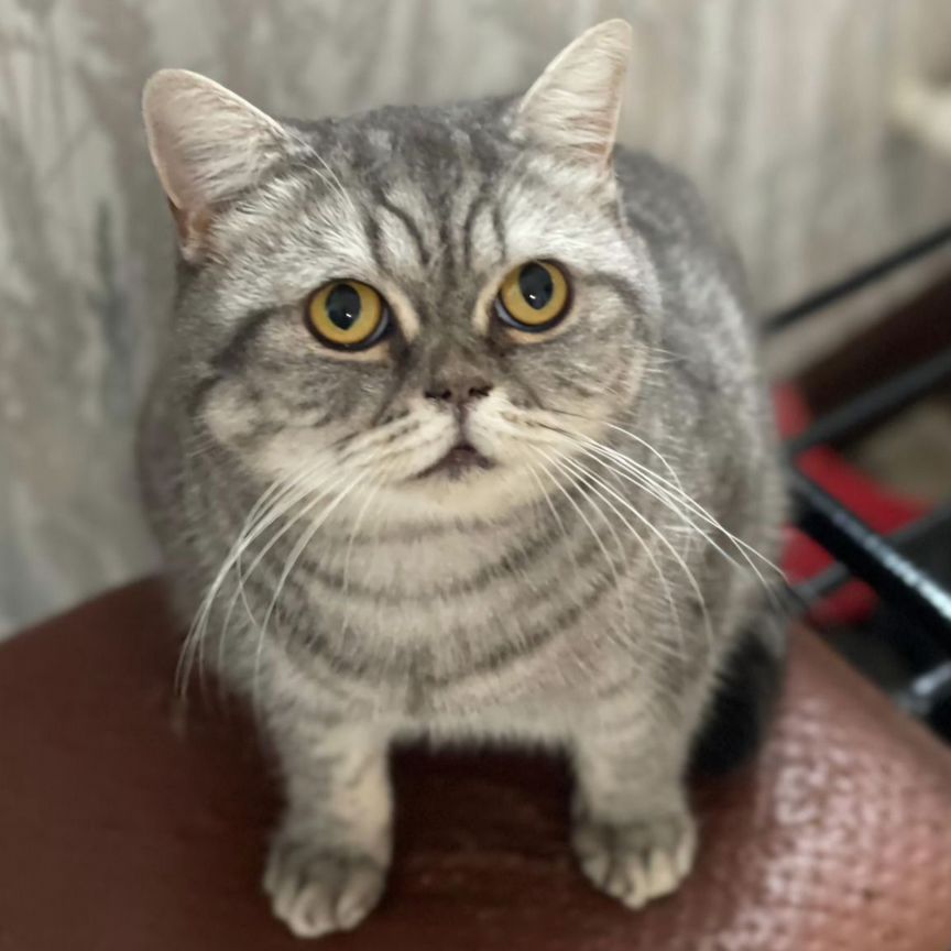 Шотландскую кошечку выкинули хозяева