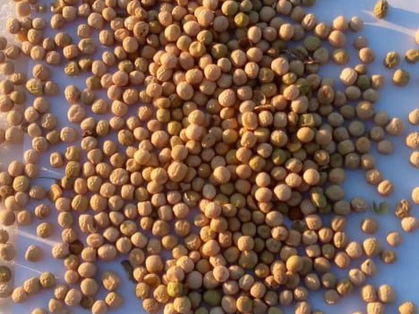 Горох продовольственный