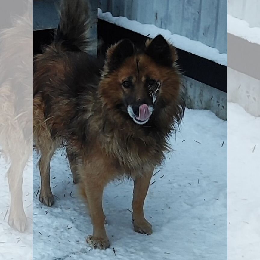 Взрослая собака в добрые руки