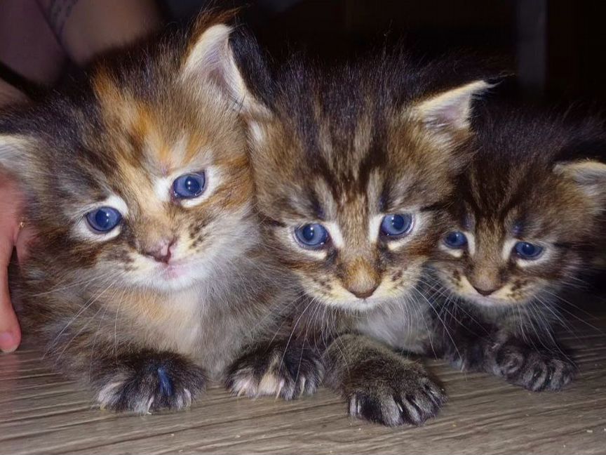 Котята мейн-кун