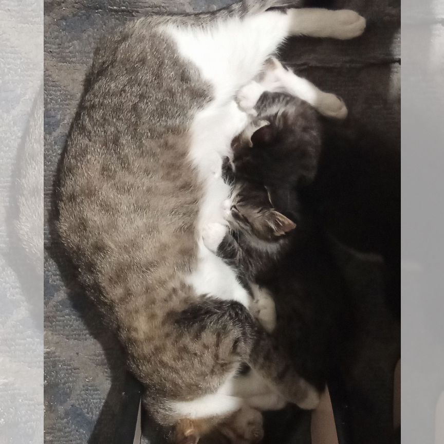 Котята в добрые руки бесплатно