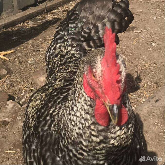 Продам петухов гриз бар