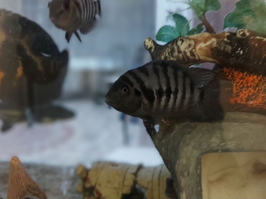 Аквариумные рыбки цихлиды Чернополосые