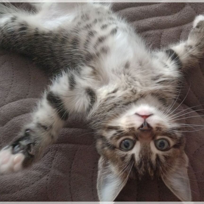 Американский кёрл короткошёрстный котёнок