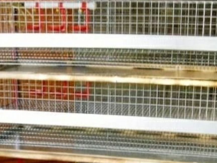 Клетки, перепела под ключ с клеткой