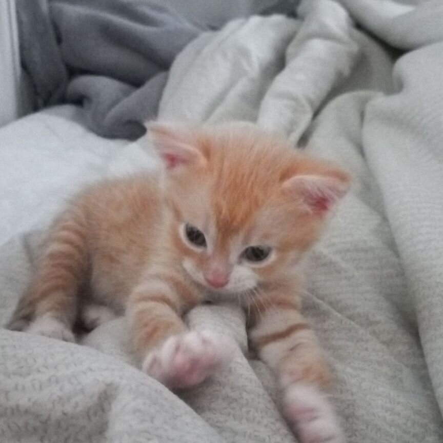 Отдам бесплатно кошечку