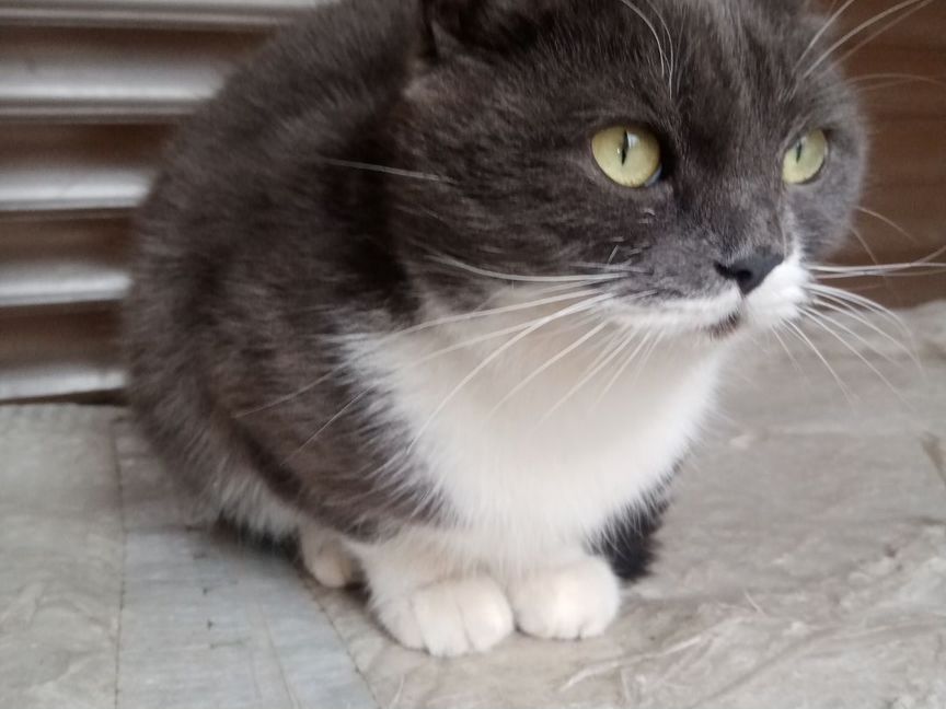 Котенок в добрые руки