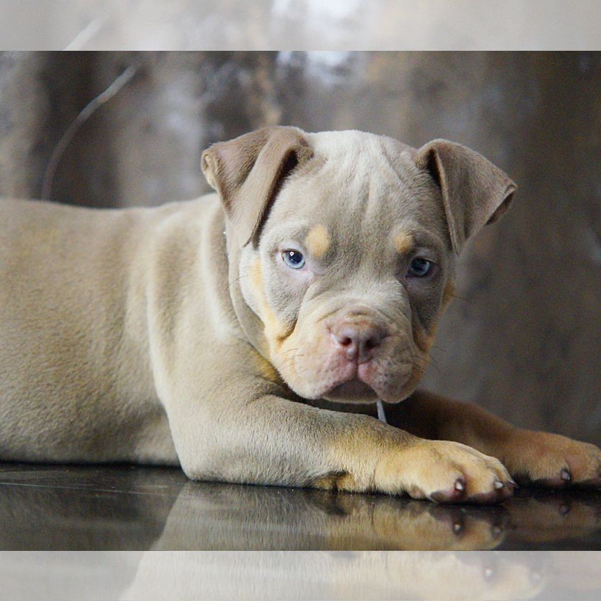 Американский булли, щенок